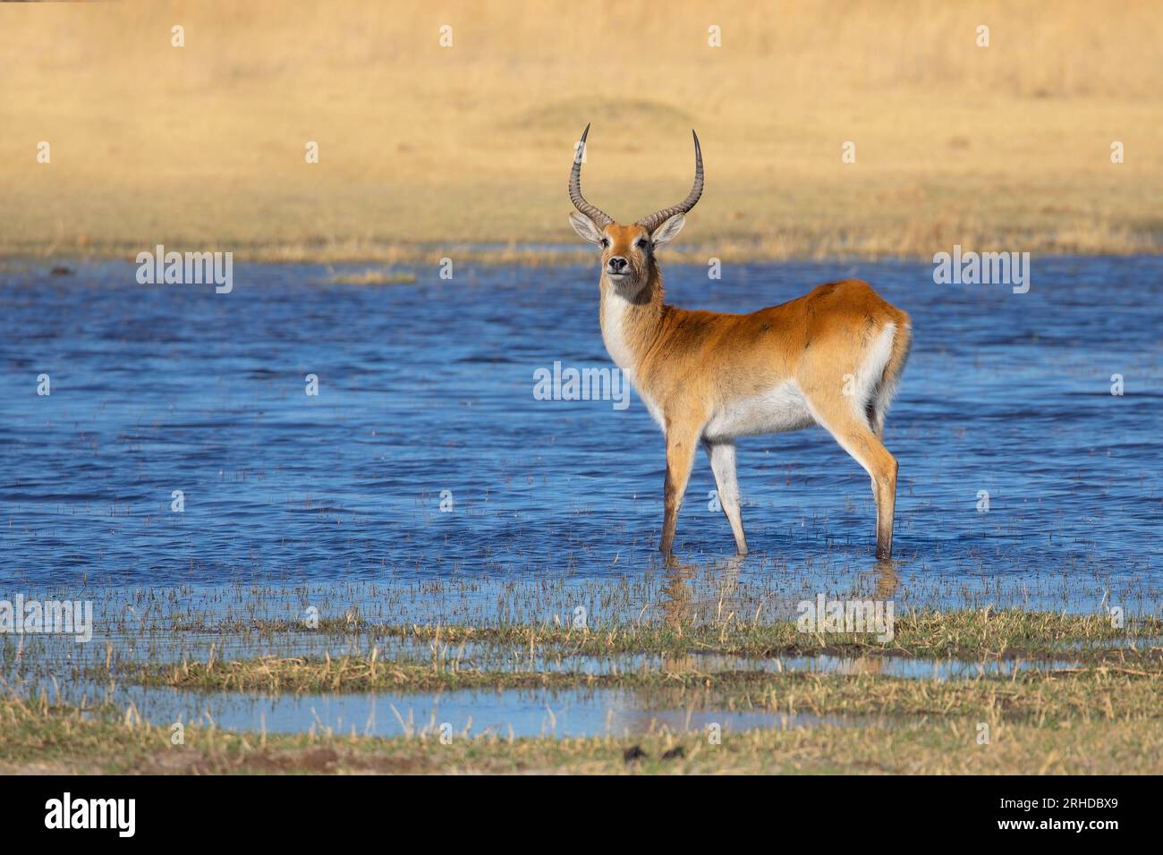 Lechwe antelope antelopes hi-res stock photography and images - Alamy