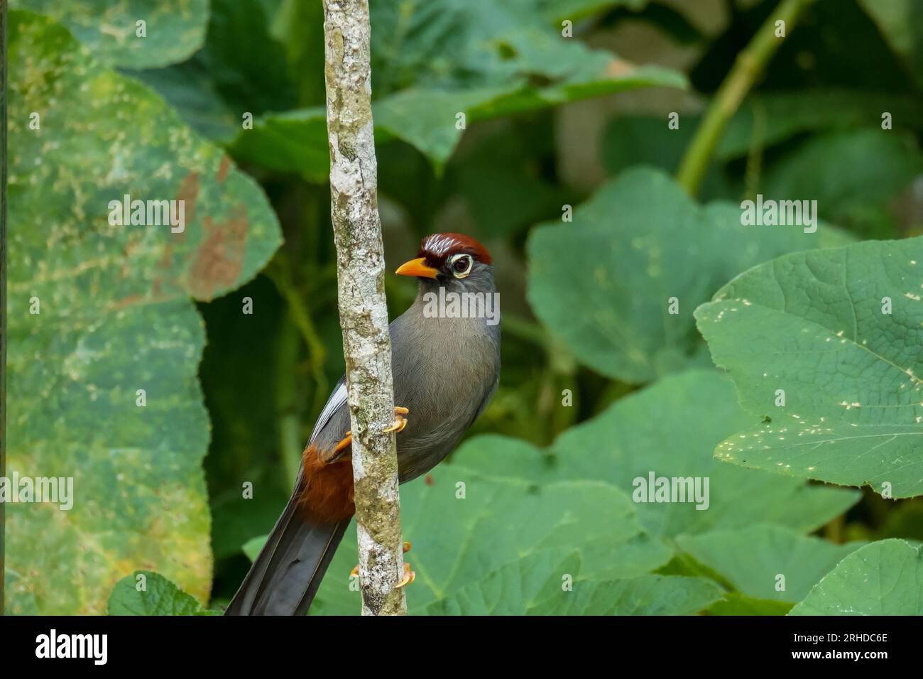 Chestnut-capped Laughingthrush (Garrulax mitratus) bird perched on tree ...