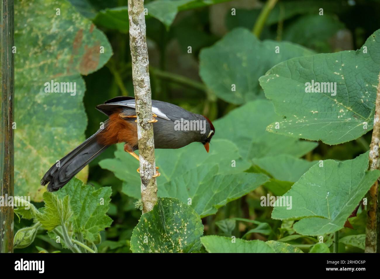Chestnut-capped Laughingthrush (Garrulax mitratus) bird perched on tree ...