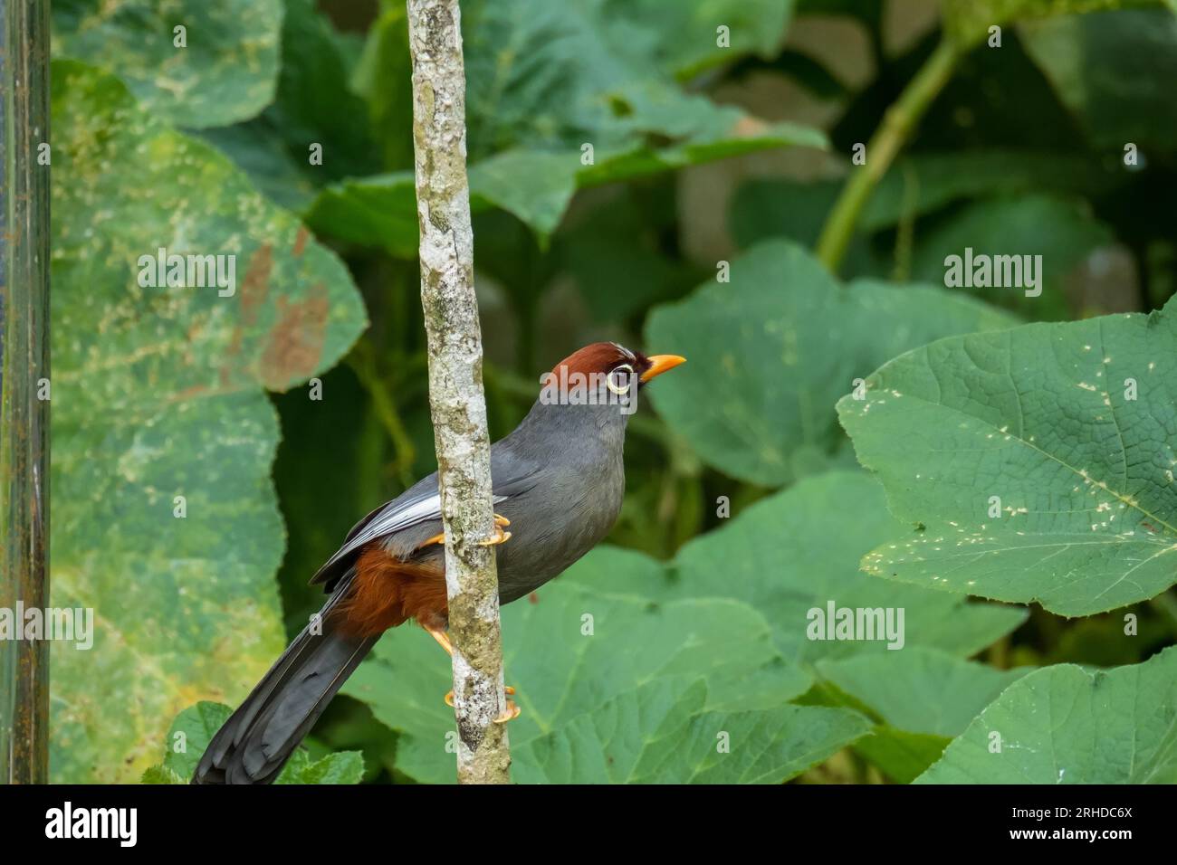Chestnut-capped Laughingthrush (Garrulax mitratus) bird perched on tree ...
