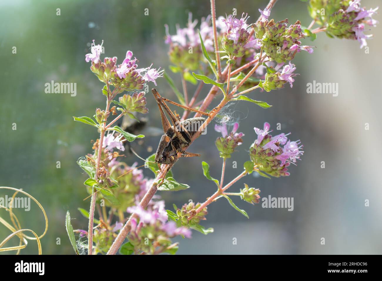 Common bush cricket ( Pholidoptera griseoaptera ) on a plant Stock ...