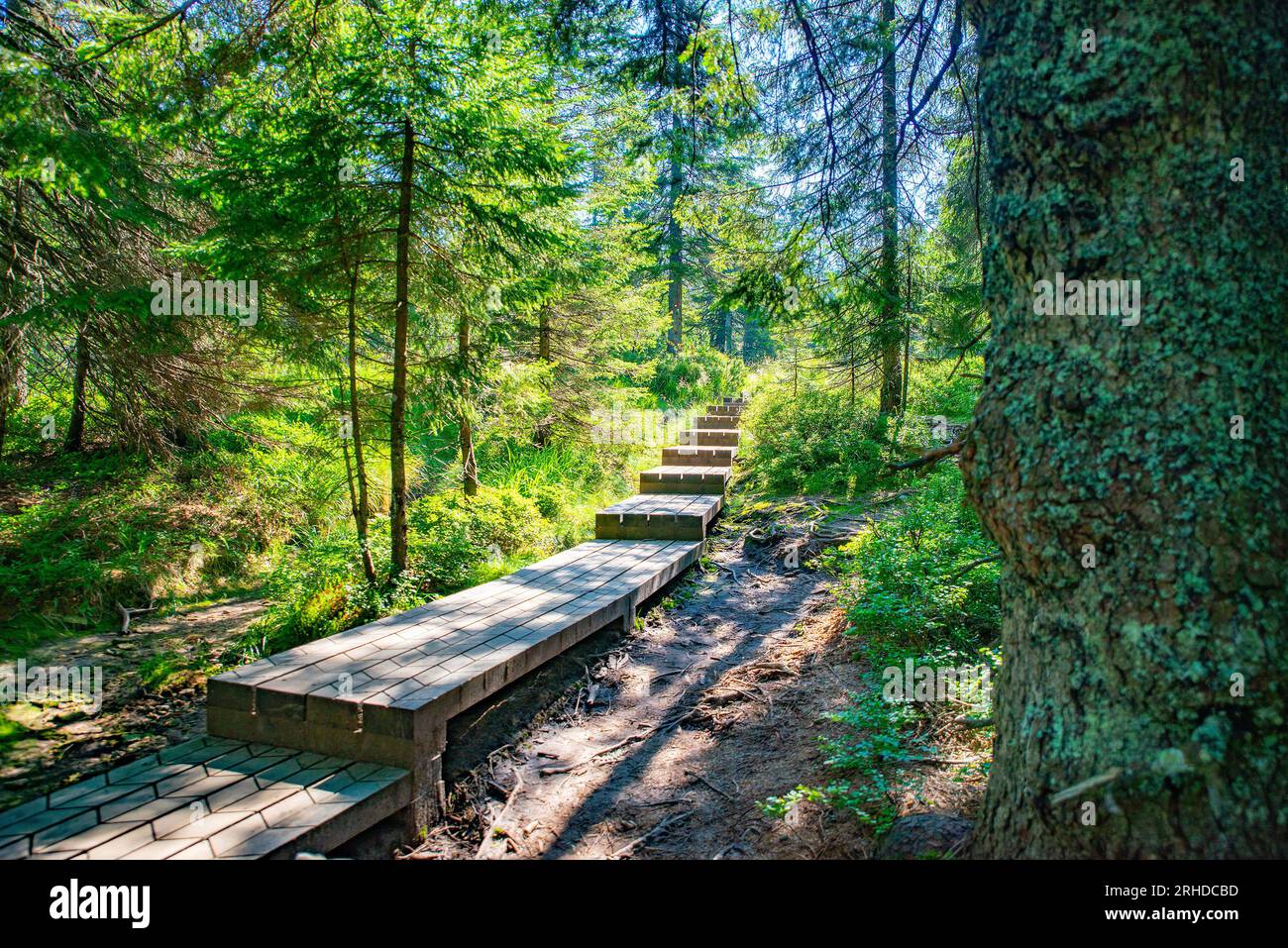 Hiking path around Lovrenska lakes, Slovenia Stock Photo - Alamy