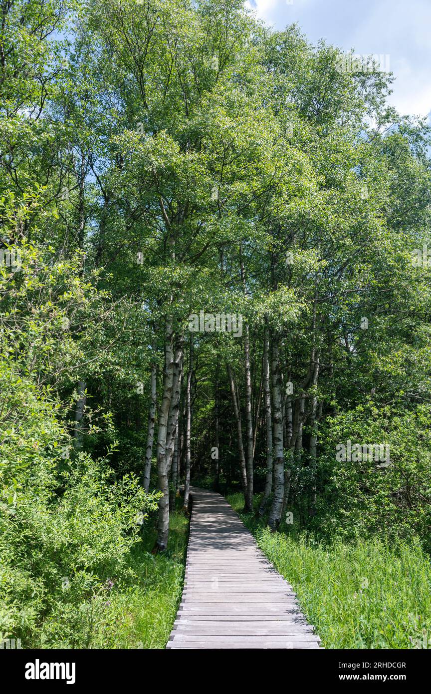 Black moor in the Rhoen, Bavaria, Germany, with a new moor wooden path ...