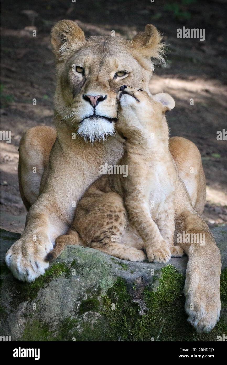 The cub loves to cuddle with mum KERKRADE, THE NETHERLANDS ADORABLE ...