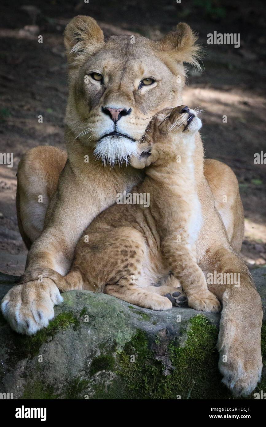 The cub is in heaven with all these head scratches KERKRADE, THE ...