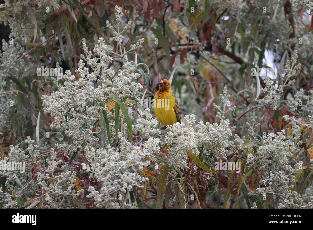 Spekes weaver in tree hi-res stock photography and images - Alamy