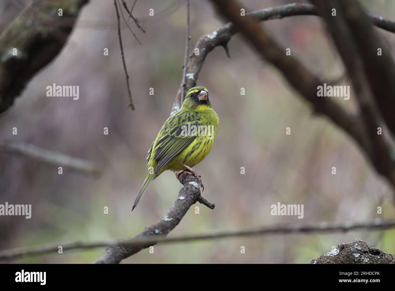 Canary green hi-res stock photography and images - Alamy