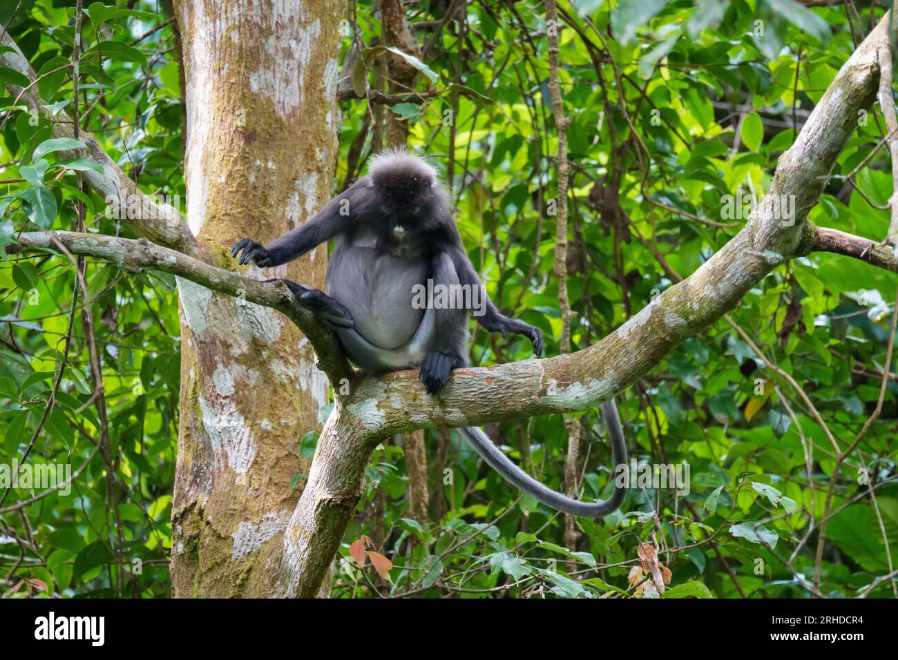 Dusky leaf monkey or spectacled langur (Trachypithecus obscurus ...