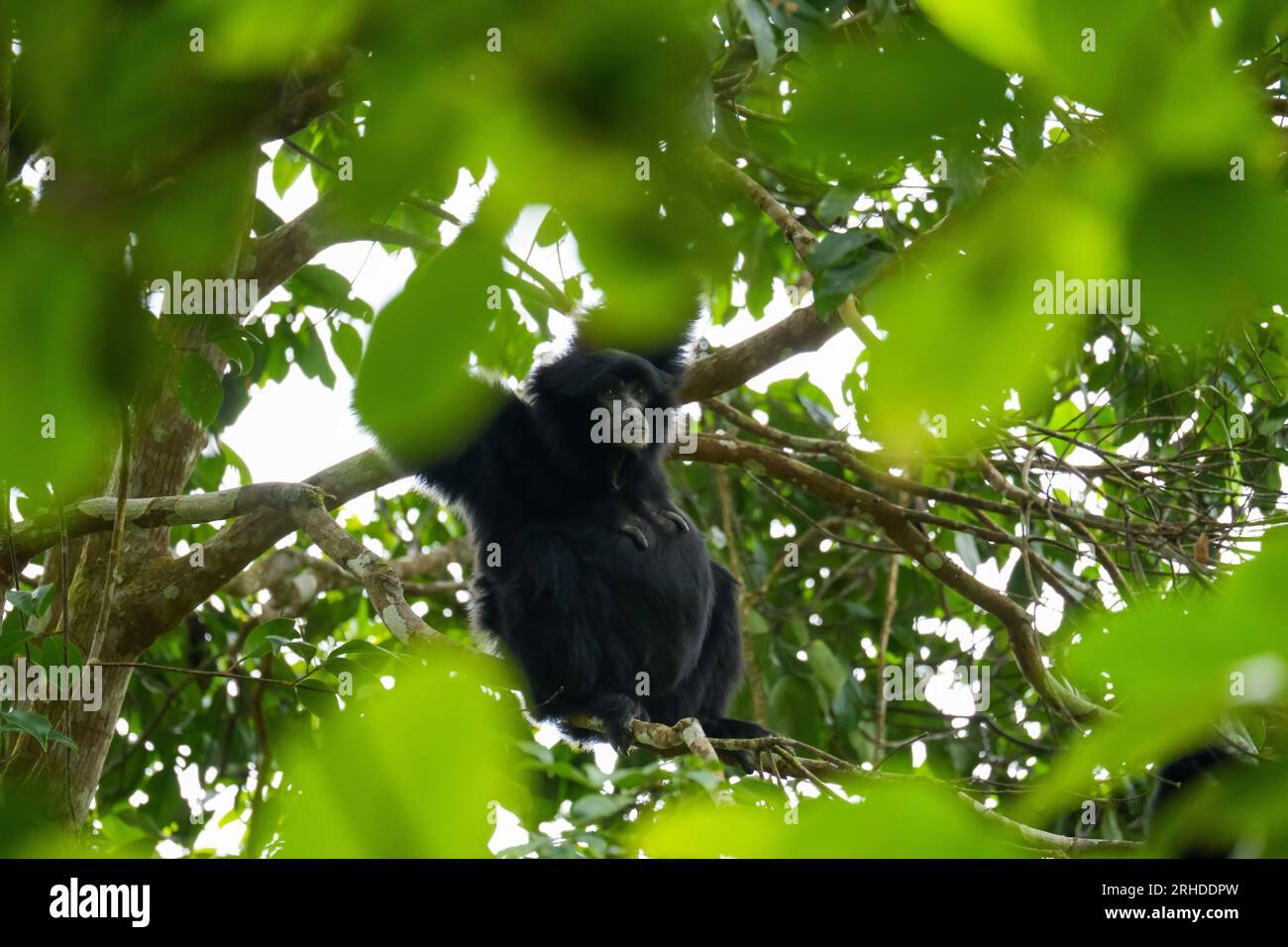 Siamang monkey hi-res stock photography and images - Alamy