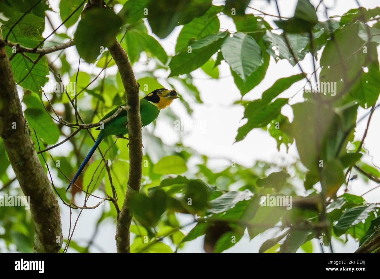 Long-tailed Broadbill (Psarisomus dalhousiae) bird with an insect in ...