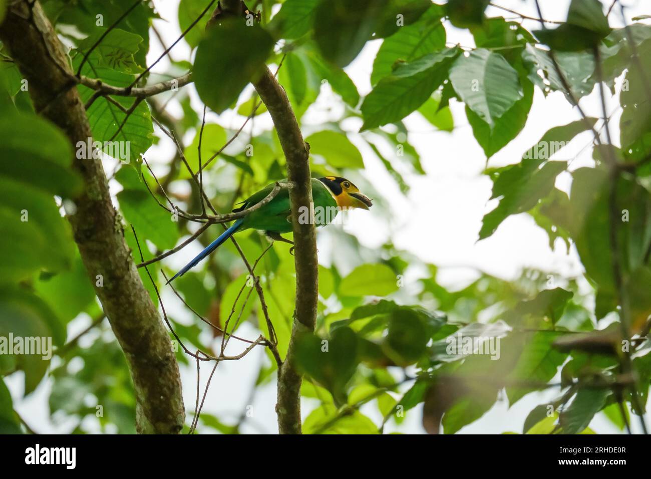 Long-tailed Broadbill (Psarisomus dalhousiae) bird with an insect in ...