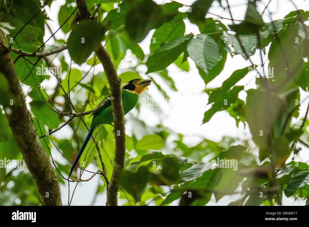 Long-tailed Broadbill (Psarisomus dalhousiae) bird with an insect in ...