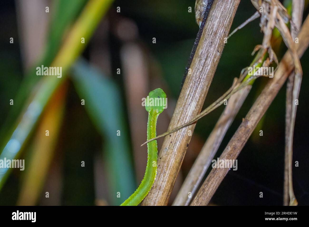 Sabah Bamboo Pitviper (Trimeresurus sabahi) crawling on a dry tree ...
