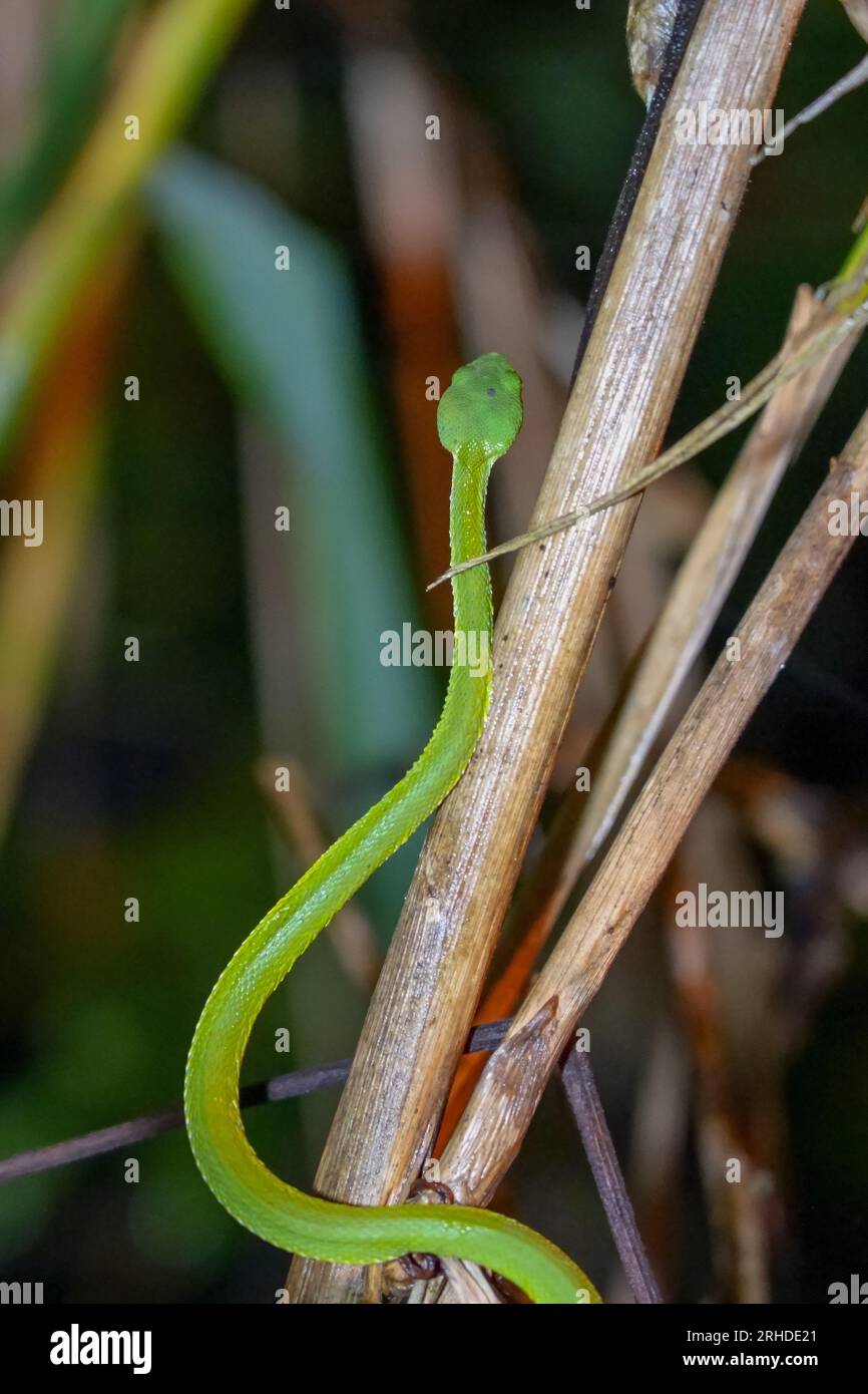 Sabah Bamboo Pitviper (Trimeresurus sabahi) crawling on a dry tree ...