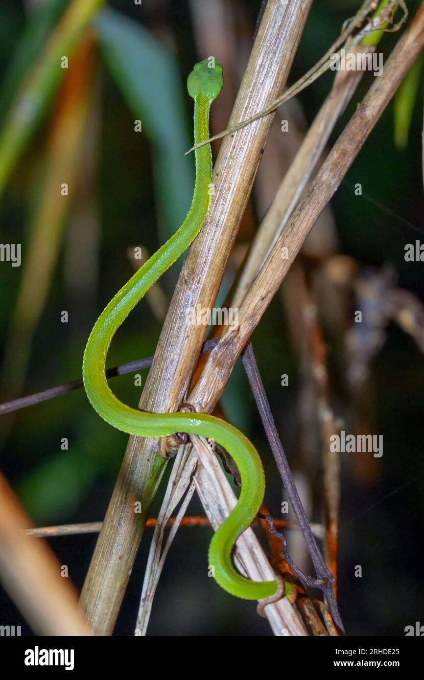 Sabah Bamboo Pitviper (Trimeresurus sabahi) crawling on a dry tree ...
