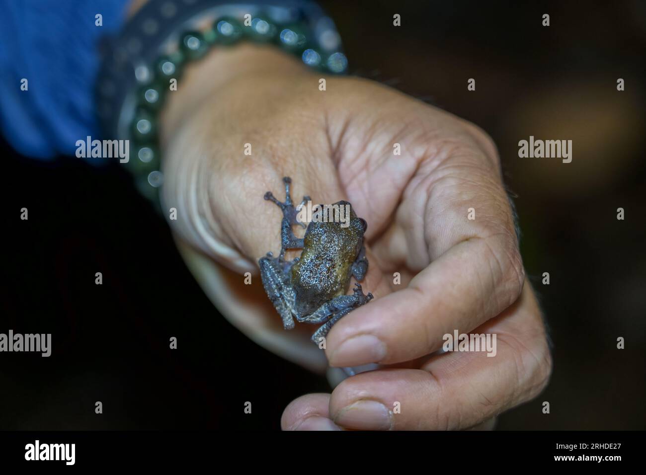 Human holds in hand catching Pied warty frog (Theloderma asperum). Hill ...