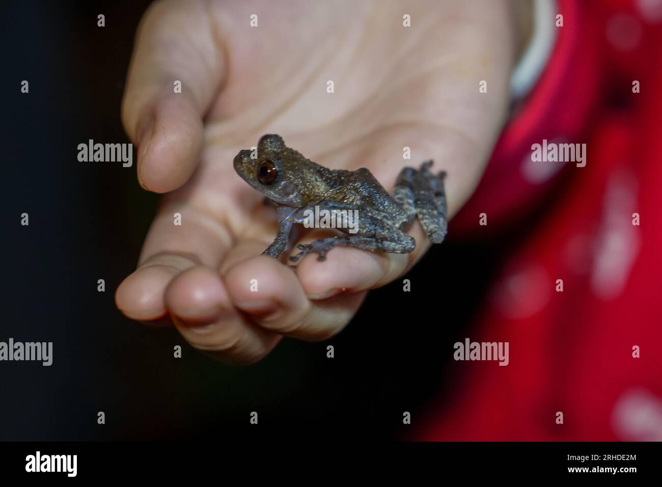 Human holds in hand catching Pied warty frog (Theloderma asperum). Hill ...