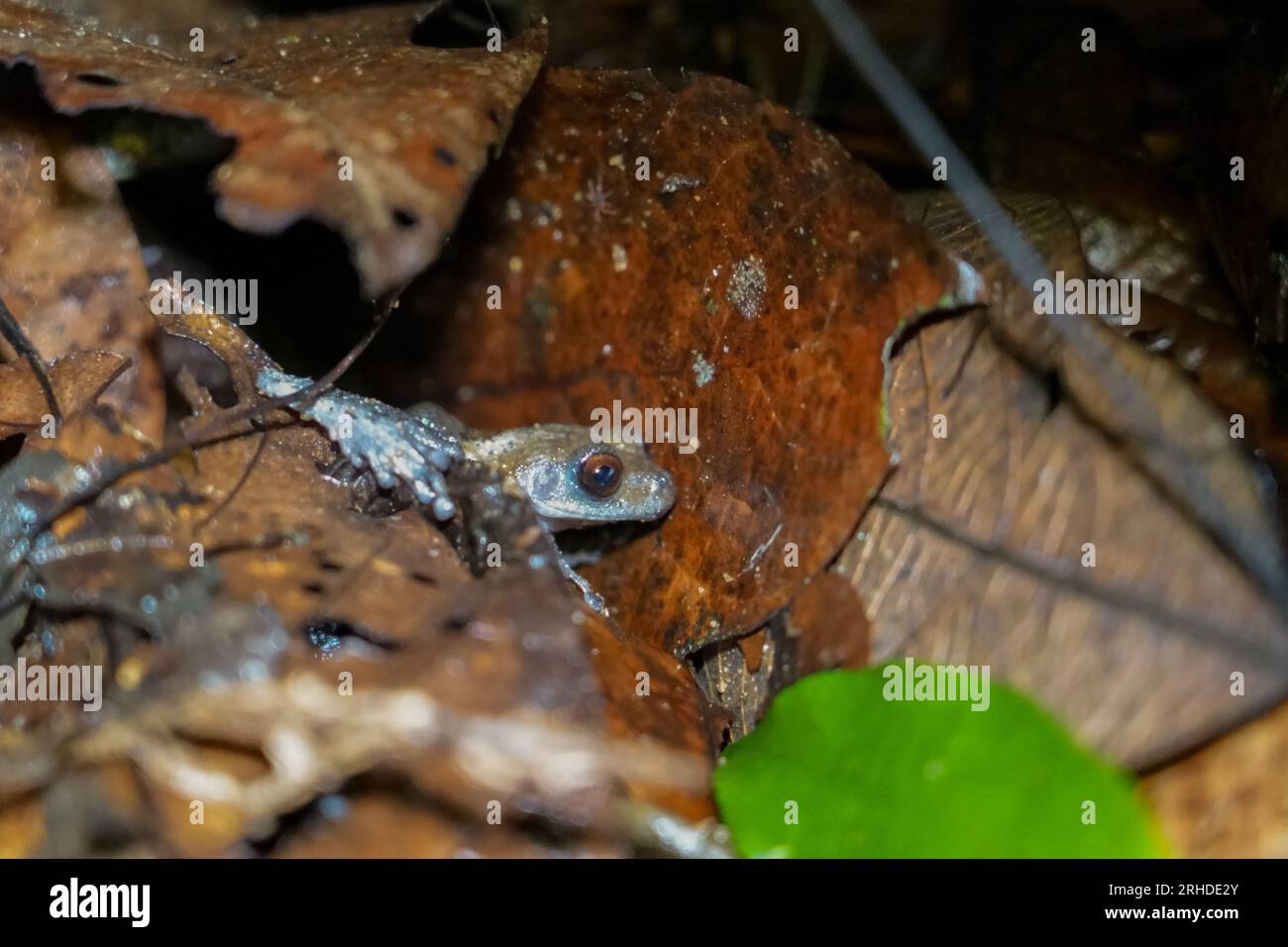 Pied warty frog (Theloderma asperum) hidden in dry leaves on the ground ...