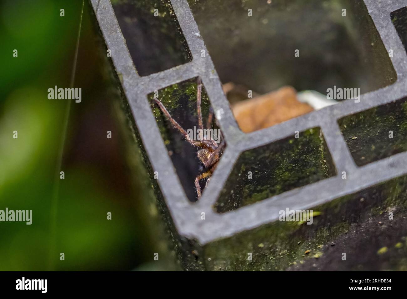 Huntsman spider (Sparassidae) close up in the hole. Giant spider hiding ...