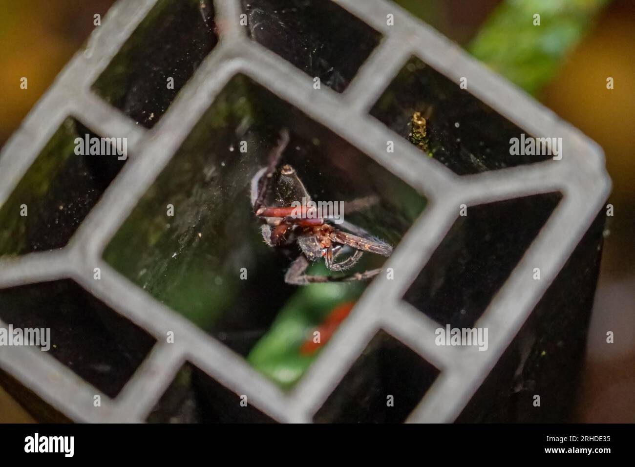 Huntsman spider (Sparassidae) close up in the hole. Giant spider hiding ...