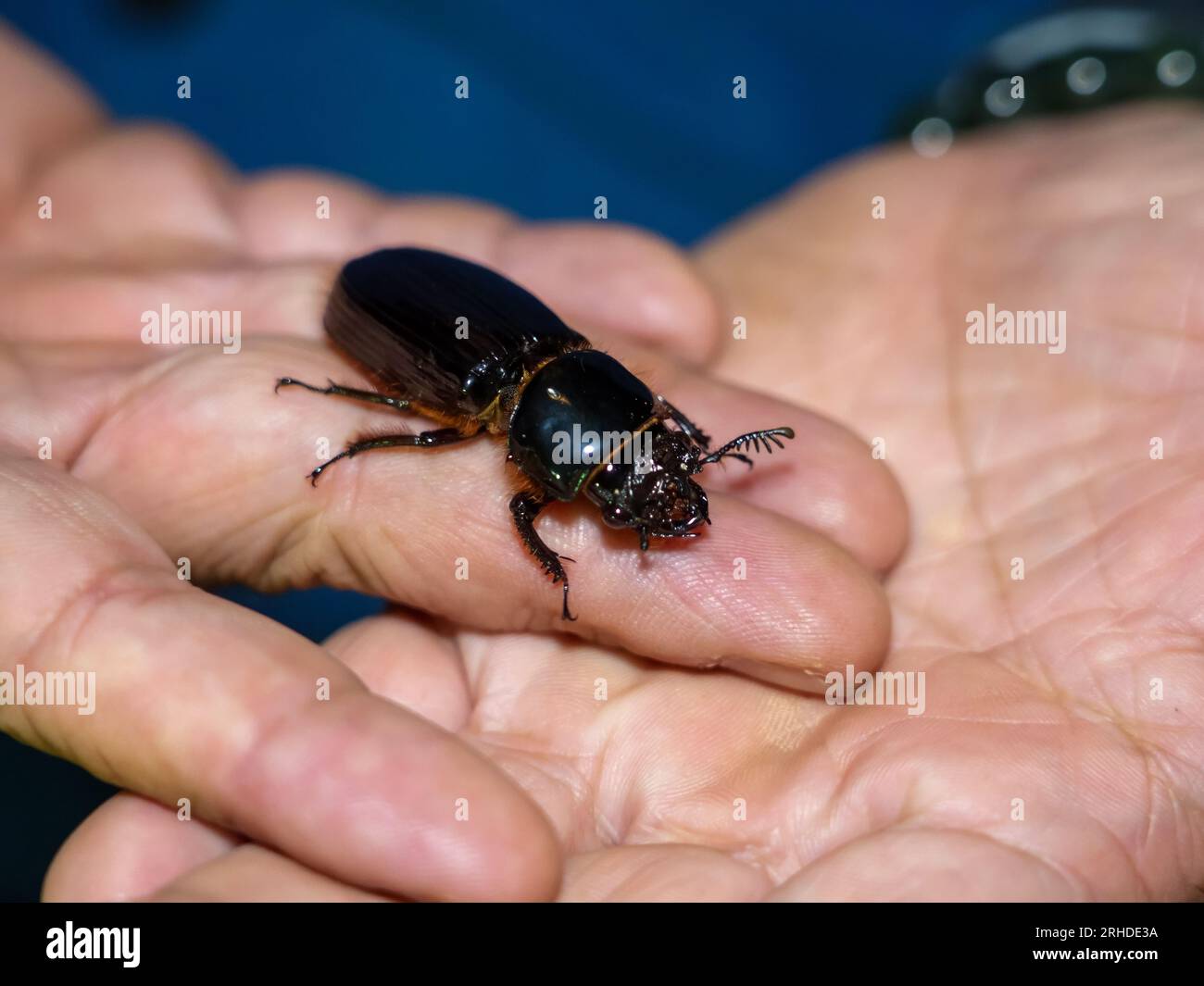 Passalidae beetle hi-res stock photography and images - Alamy