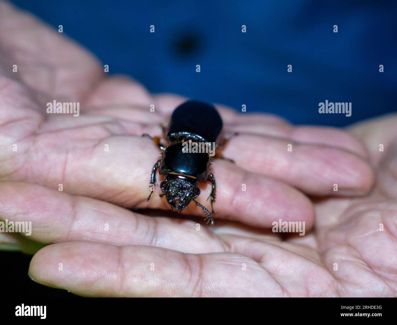 Big beetle hi-res stock photography and images - Alamy