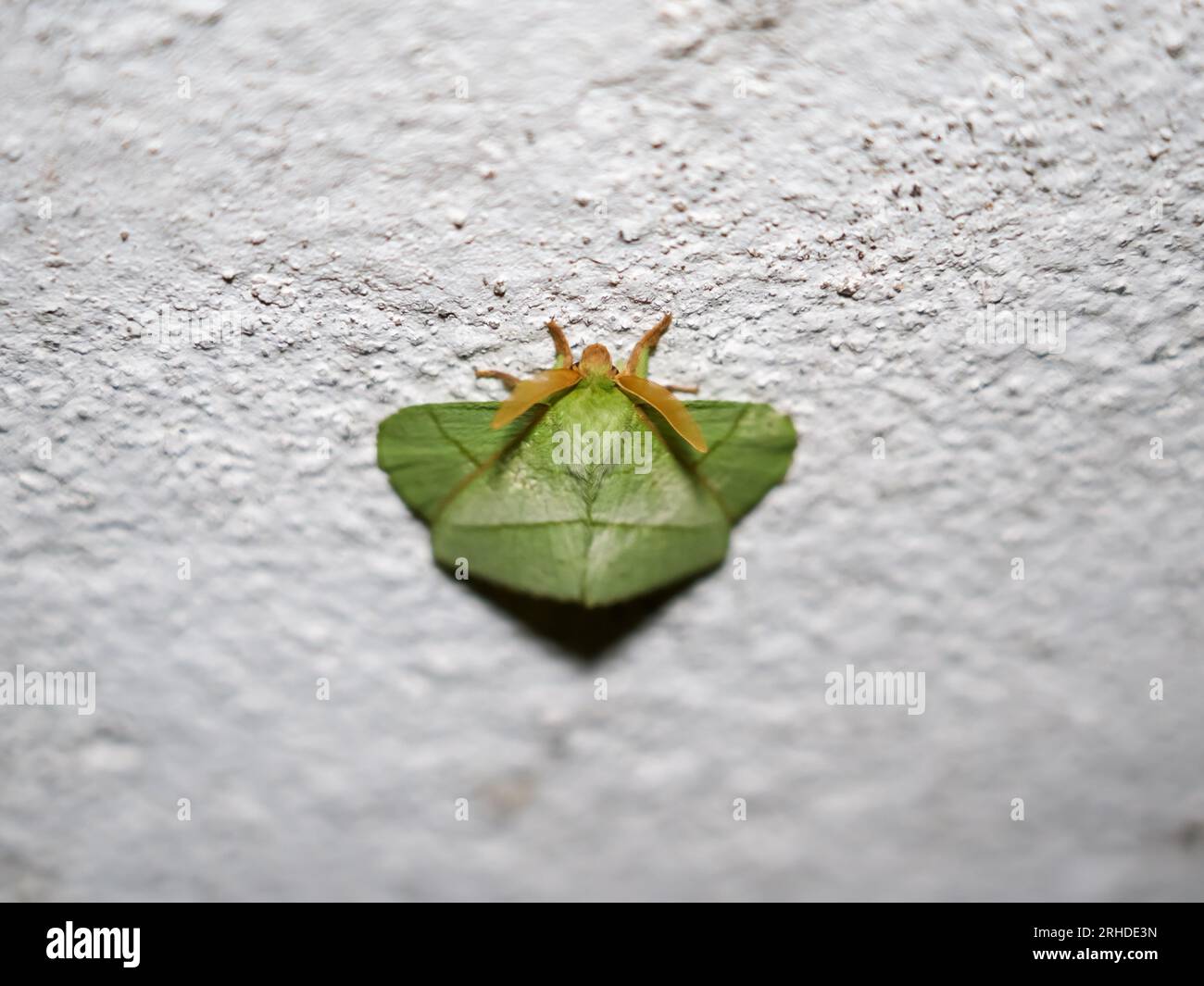 Close up a green Trabala pallida moth, roseapple caterpillar moth or ...