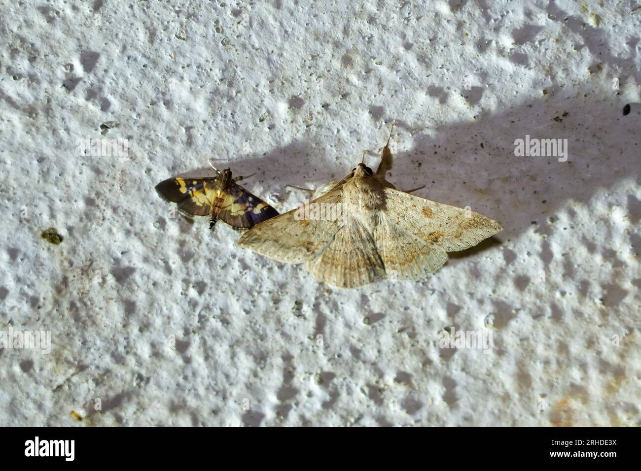 Speckled emperor moth hi-res stock photography and images - Alamy