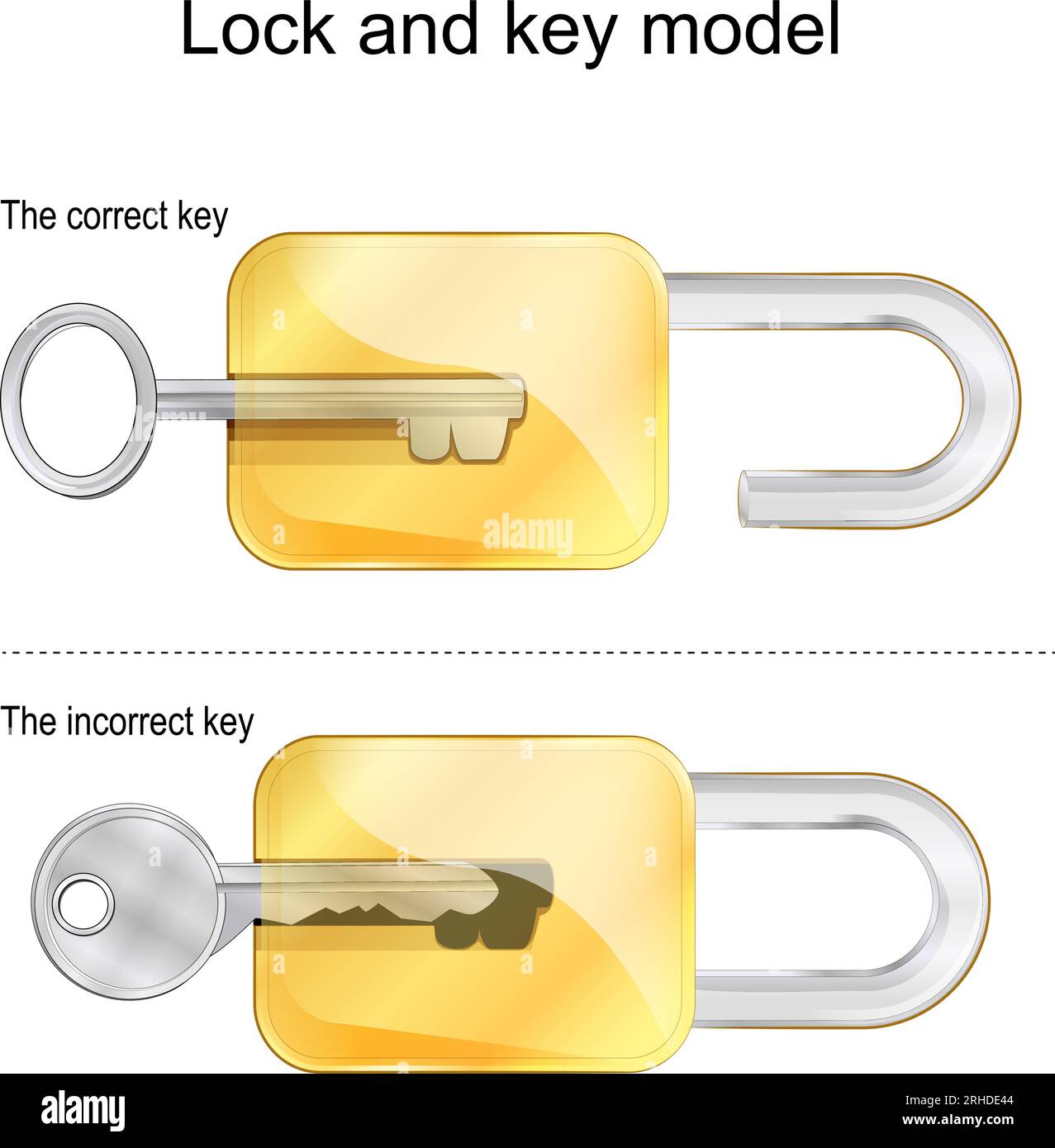 Enzyme Substrate Lock And Key Model Enzyme Substrate Lock And Key Model