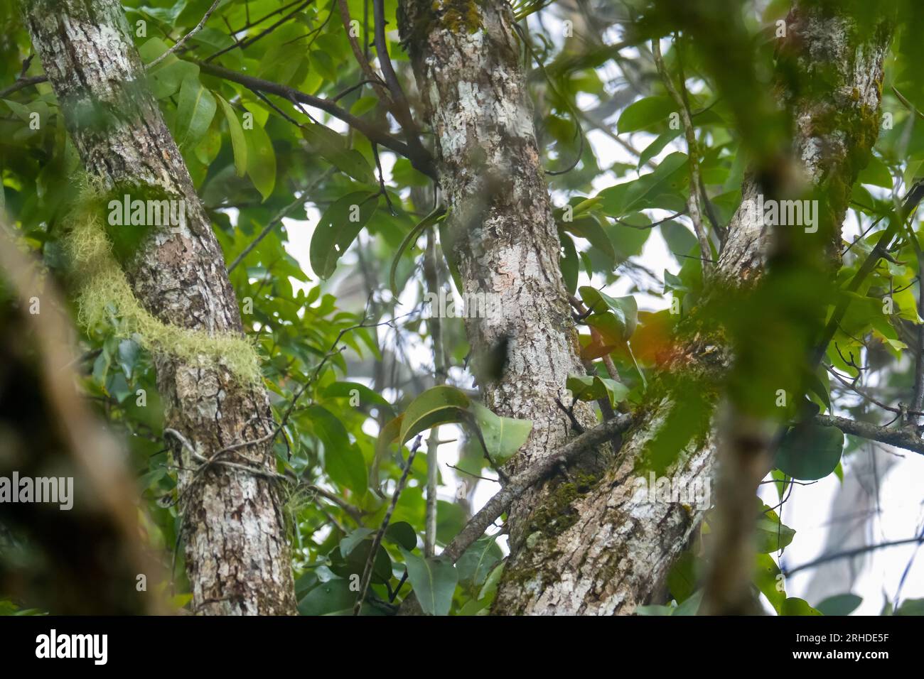 Close up large branchy tree in a wild forest. View of the crown from ...