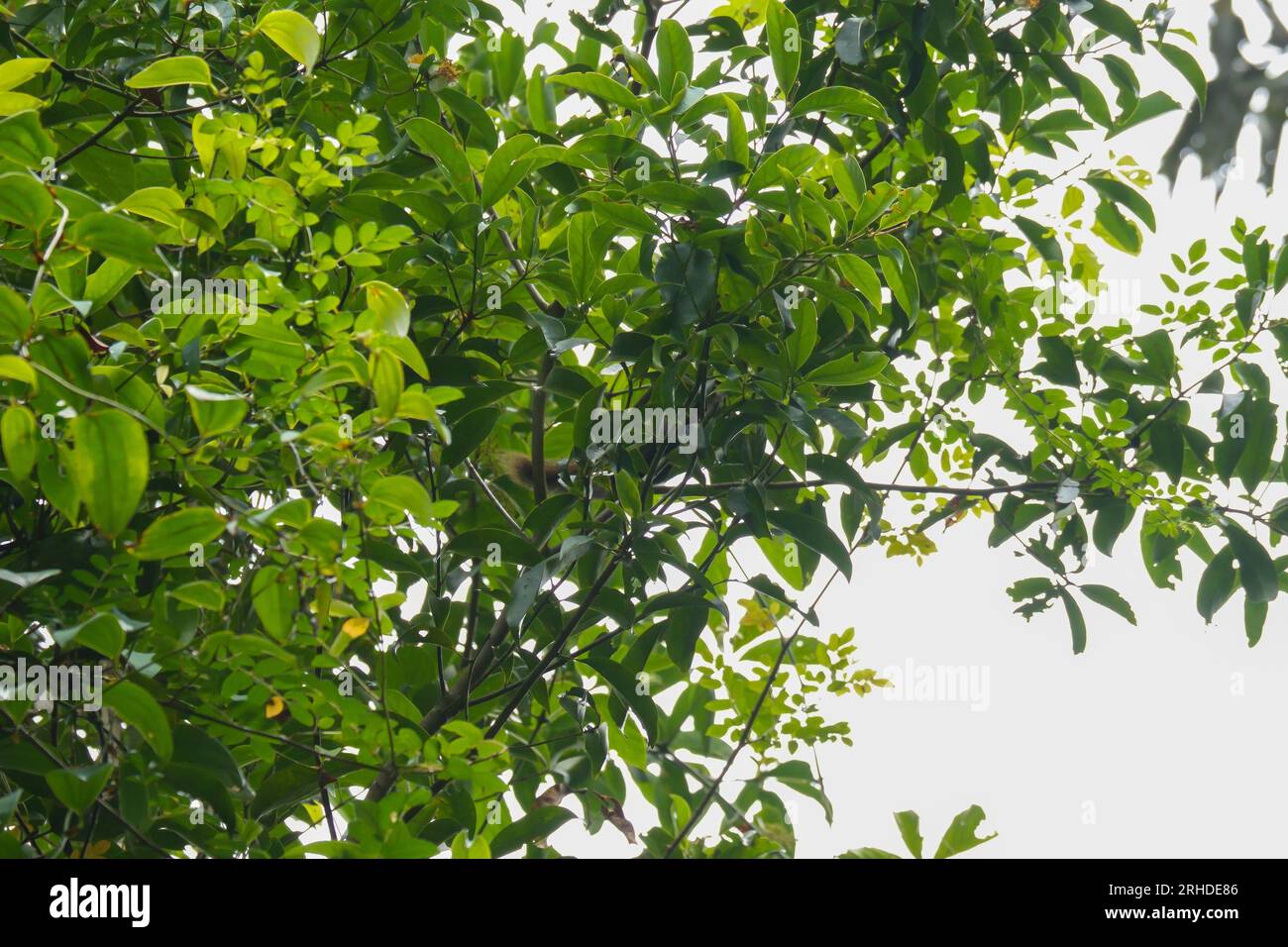 Luscious green leaves on tree branch in rainforest. Natural fresh ...