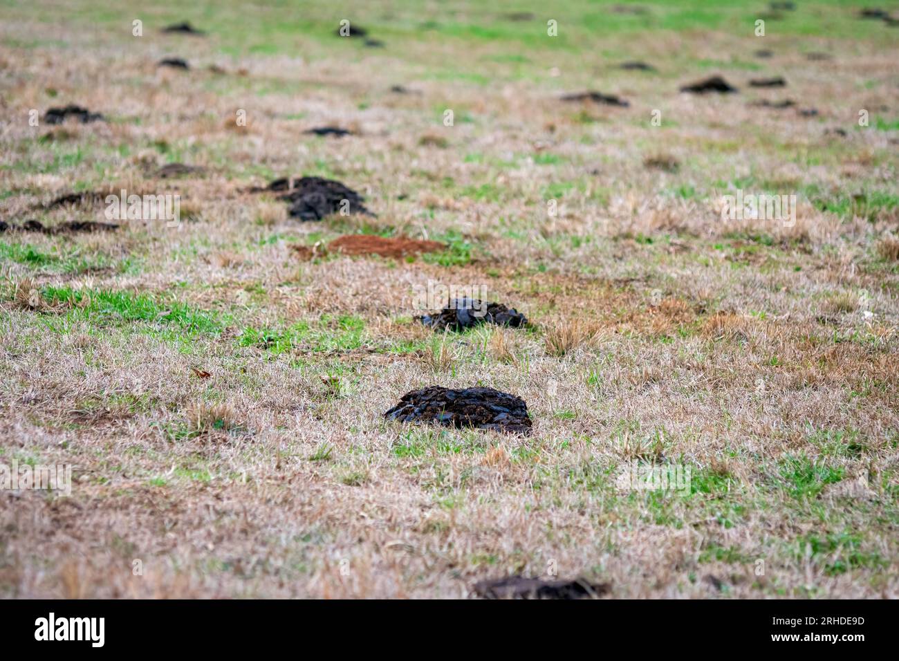 Cow patties in a winter pasture. These are typical of cattle that have ...