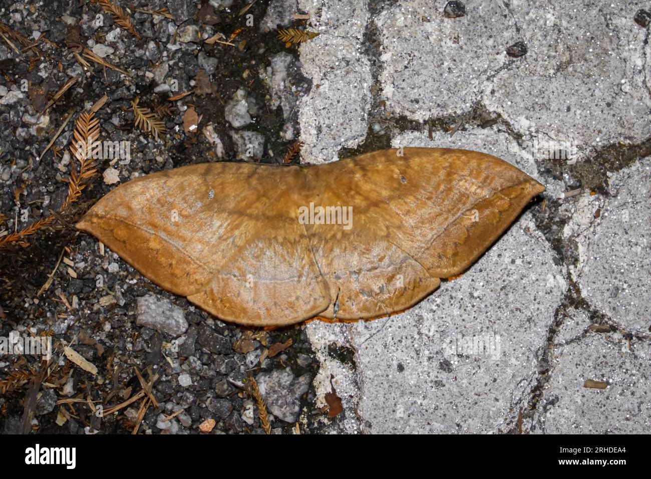 Dry leaf moth (Sphingognatha asclepiades), family Eupterotidae ...
