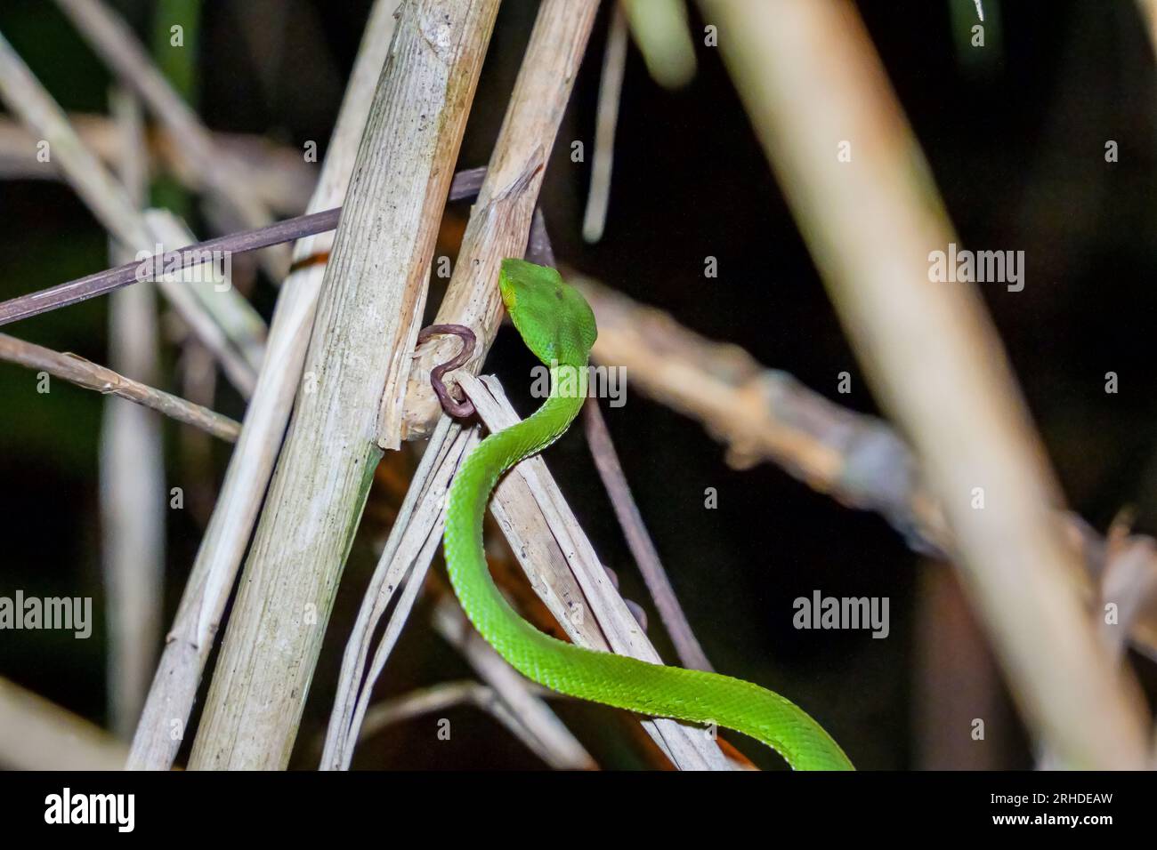 Sabah Bamboo Pitviper (Trimeresurus sabahi) crawling on a dry tree ...
