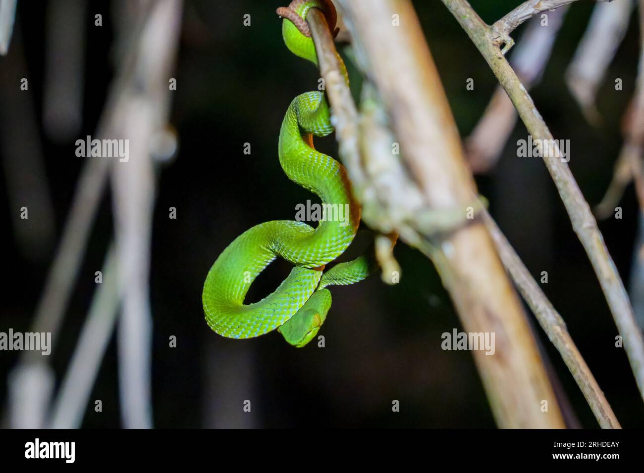 Sabah Bamboo Pitviper (Trimeresurus sabahi) crawling on a dry tree ...