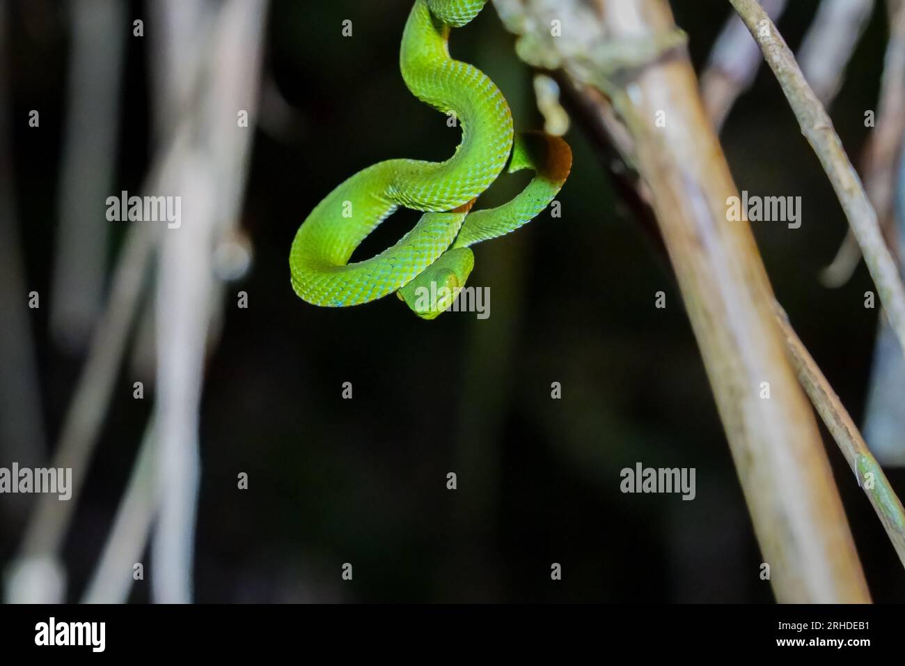 Sabah Bamboo Pitviper (Trimeresurus sabahi) crawling on a dry tree ...