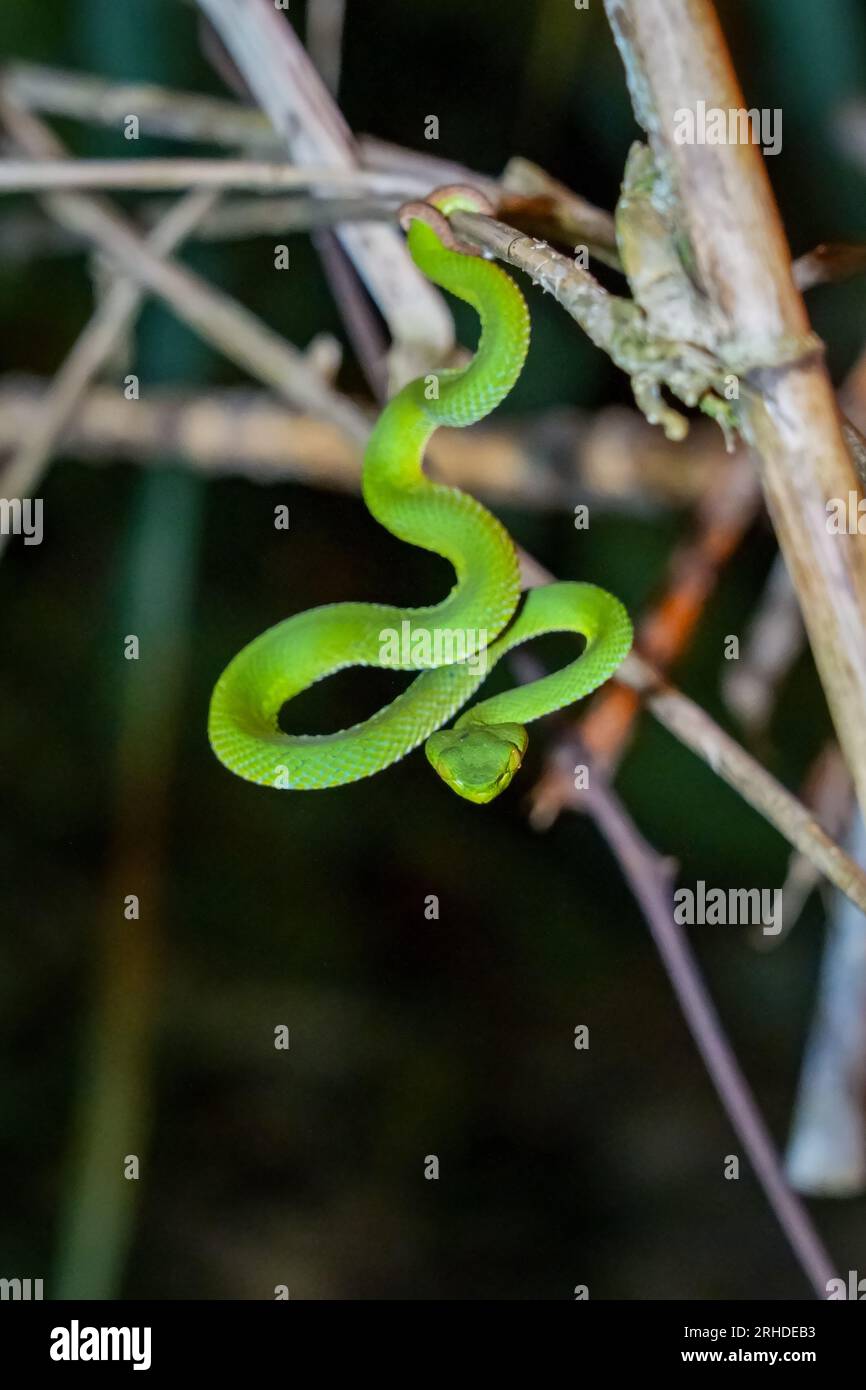 Sabah Bamboo Pitviper (Trimeresurus sabahi) crawling on a dry tree ...