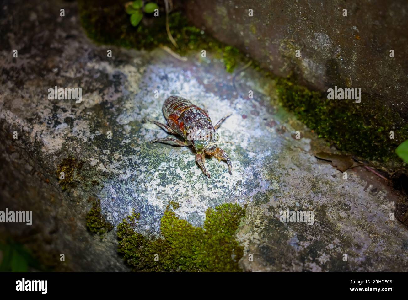 Close up of Cicada nymph on the ground at night. Insect animal wildlife ...