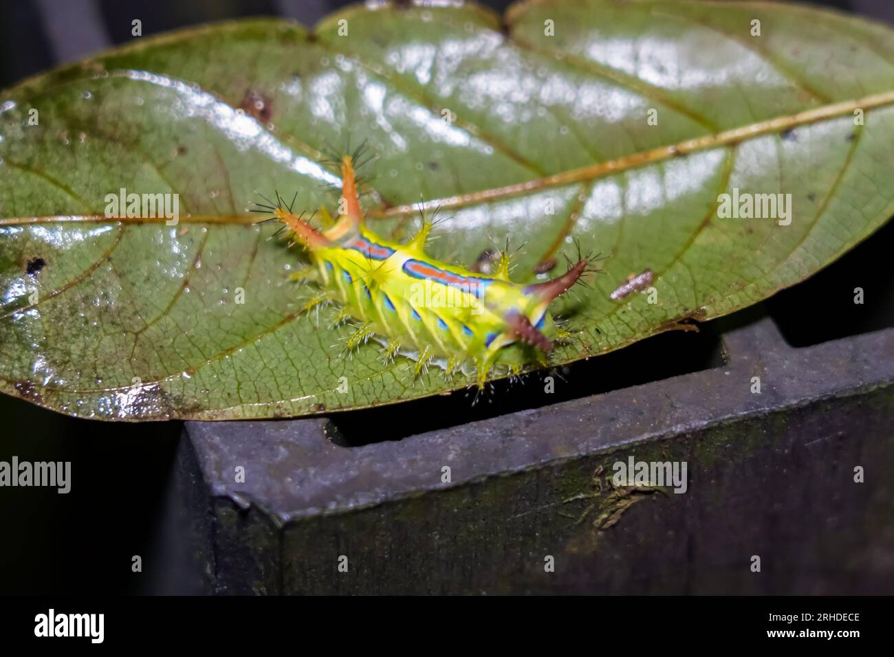 Close shot of the slug caterpillar moth on leaf. Stinging Nettle Slug ...