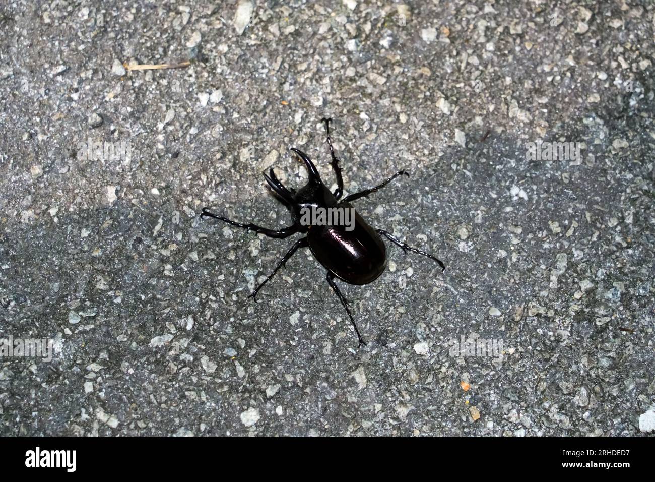Caucasus beetle (Chalcosoma chiron) on the ground. Or Rhinoceros beetle ...