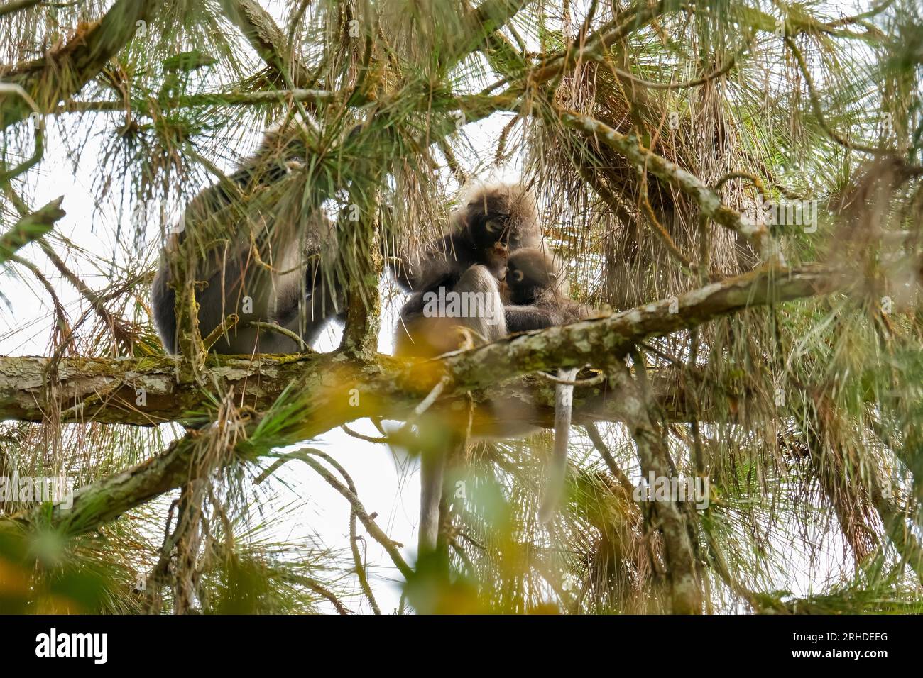 Family of Dusky leaf monkey or spectacled langur (Trachypithecus ...