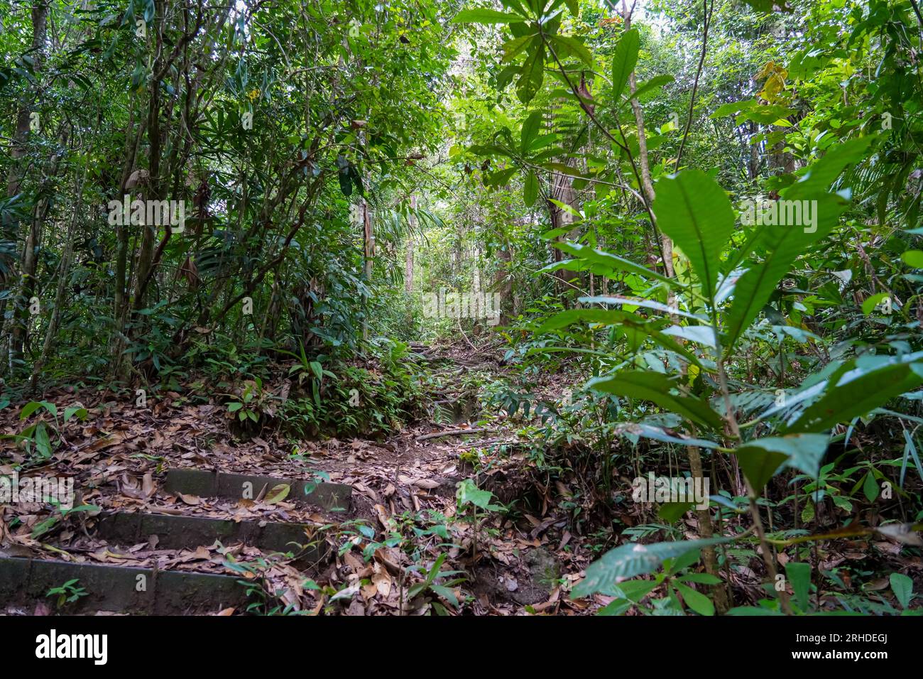 Tropical Rainforest. Hiking trail in Fraser's Hill Forest, Malaysia. A ...