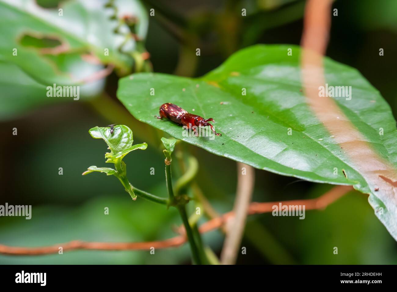 Cosmopolitan insects hi-res stock photography and images - Alamy