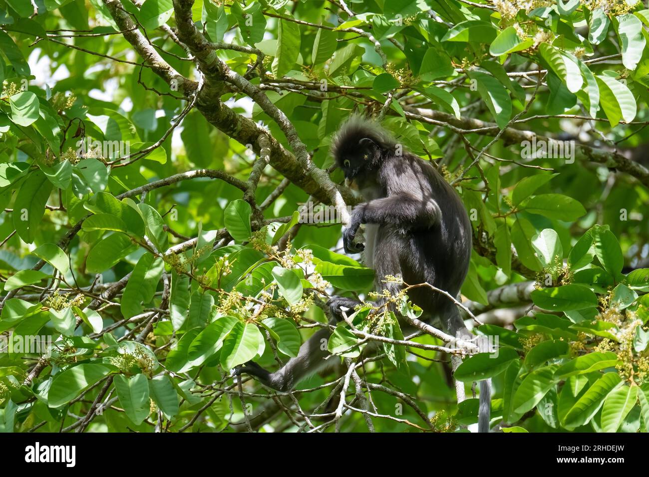 Dusky leaf monkey or spectacled langur (Trachypithecus obscurus ...