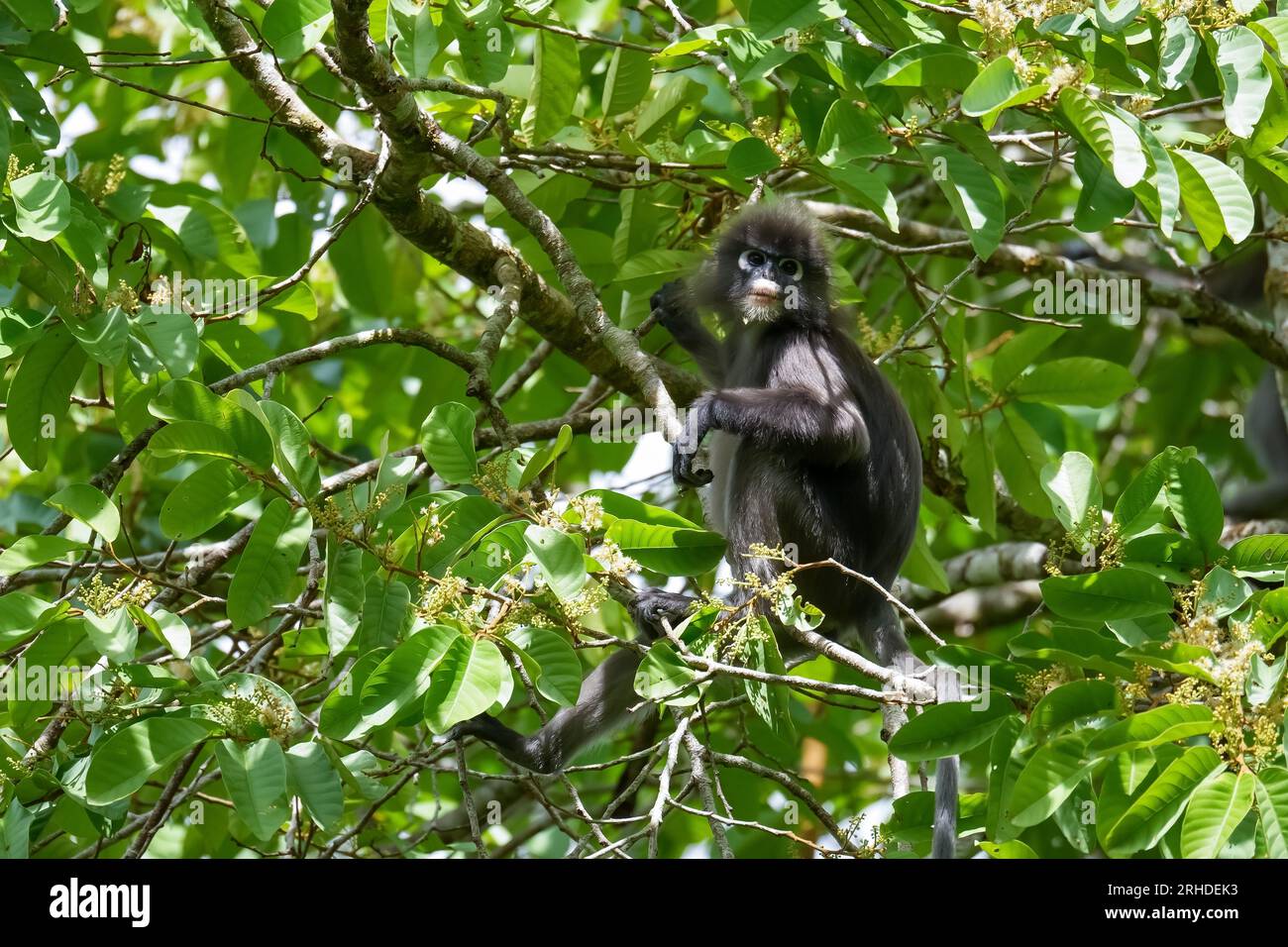 Dusky leaf monkey or spectacled langur (Trachypithecus obscurus ...