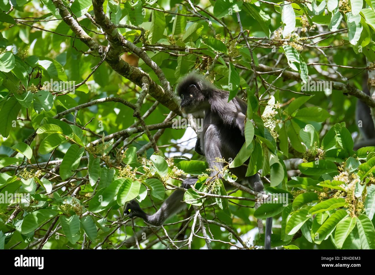 Dusky leaf monkey or spectacled langur (Trachypithecus obscurus ...