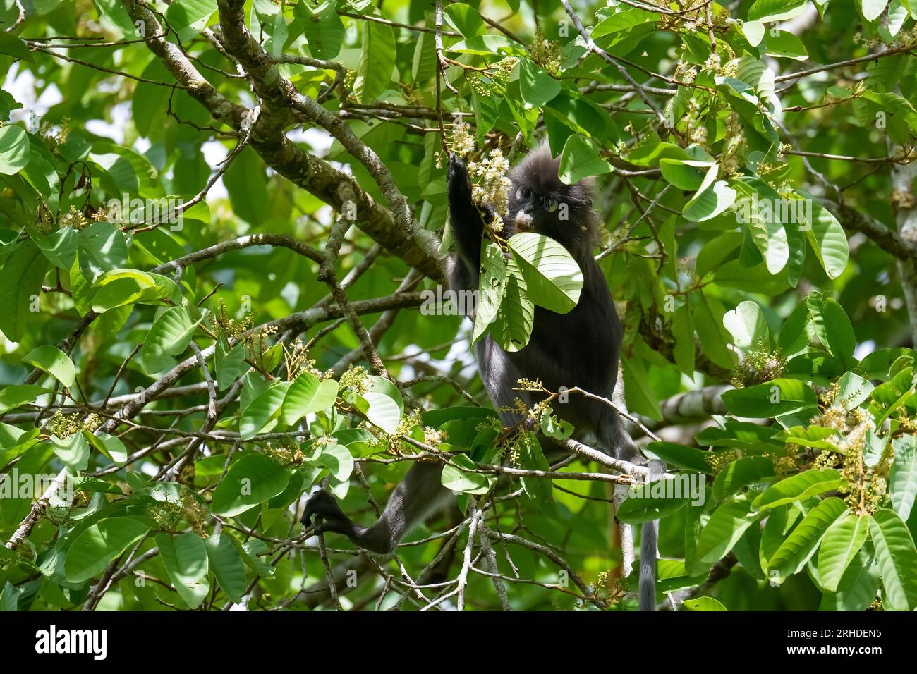 Dusky leaf monkey or spectacled langur (Trachypithecus obscurus) eating ...