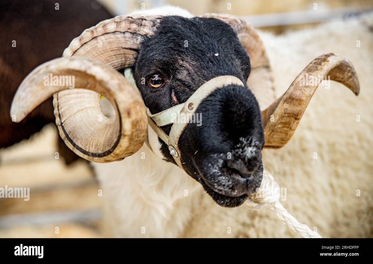 Charollais sheep breed hi-res stock photography and images - Alamy
