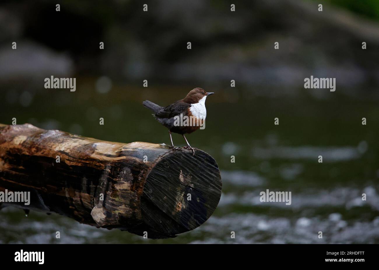 Dipper photographs hi-res stock photography and images - Alamy