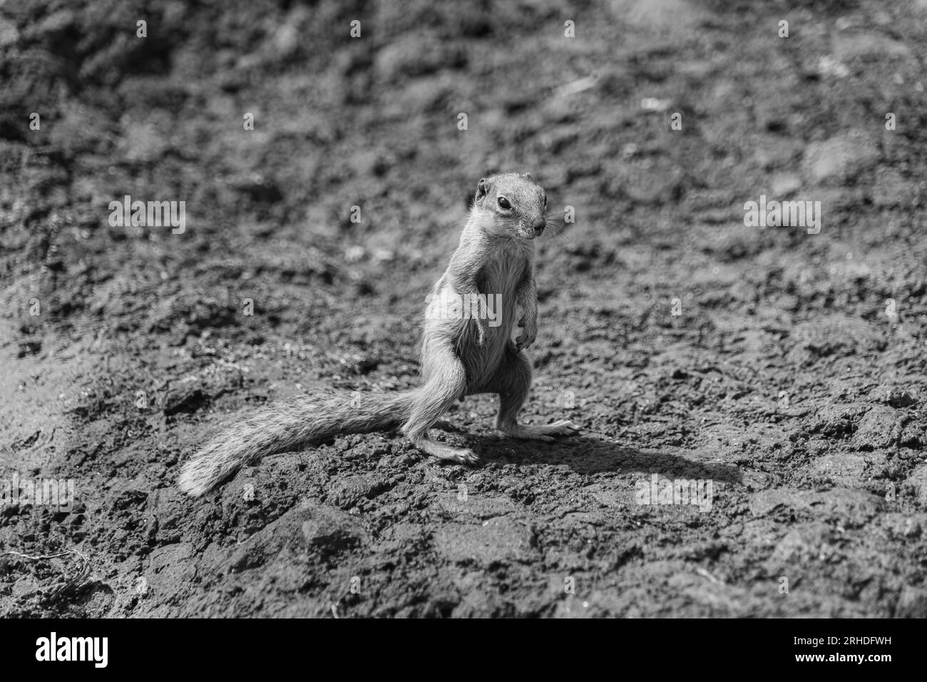 Chipmunk on fuerteventura Black and White Stock Photos & Images - Alamy